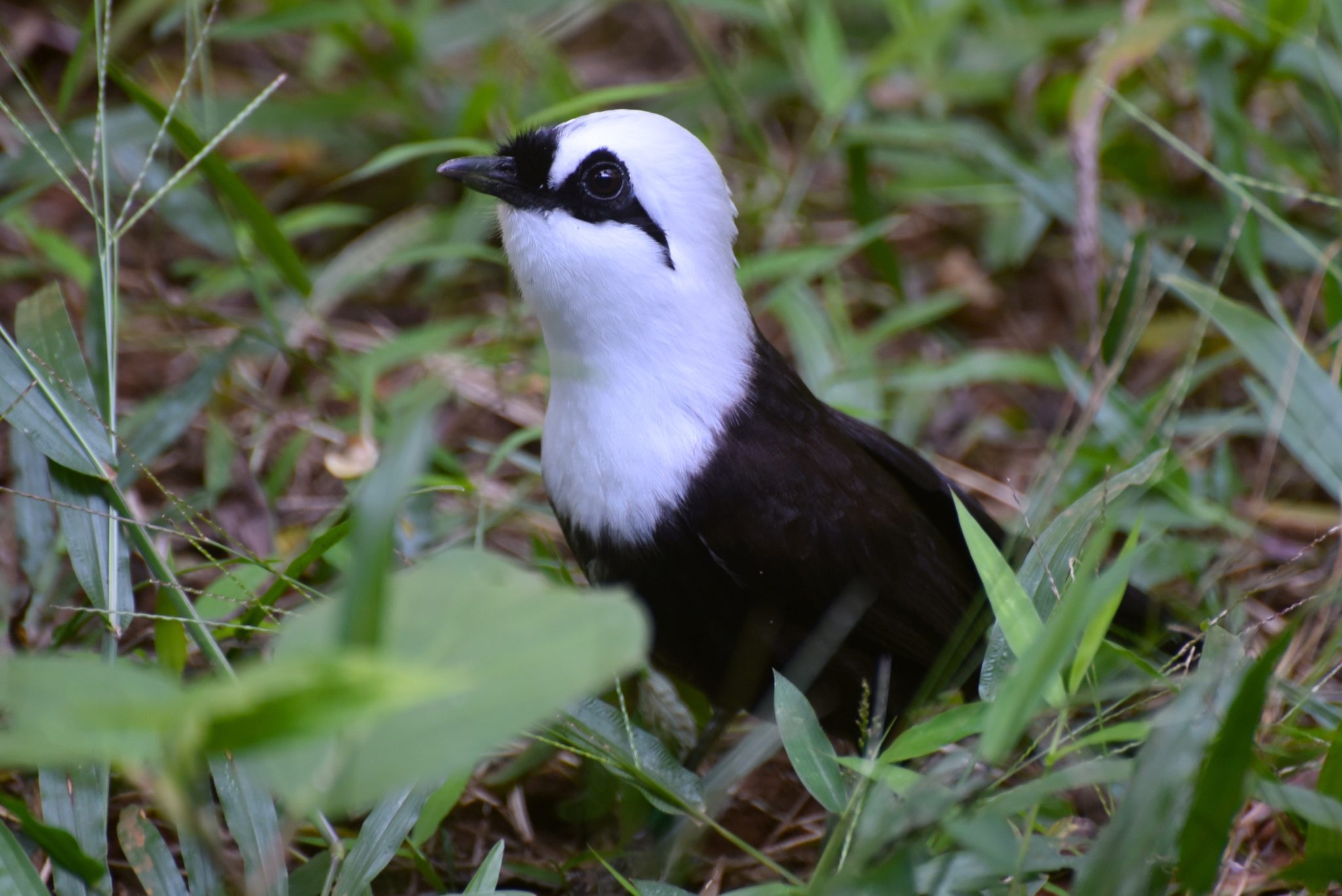 Sumatran Laughingthrush - Cikananga Wildlife Center