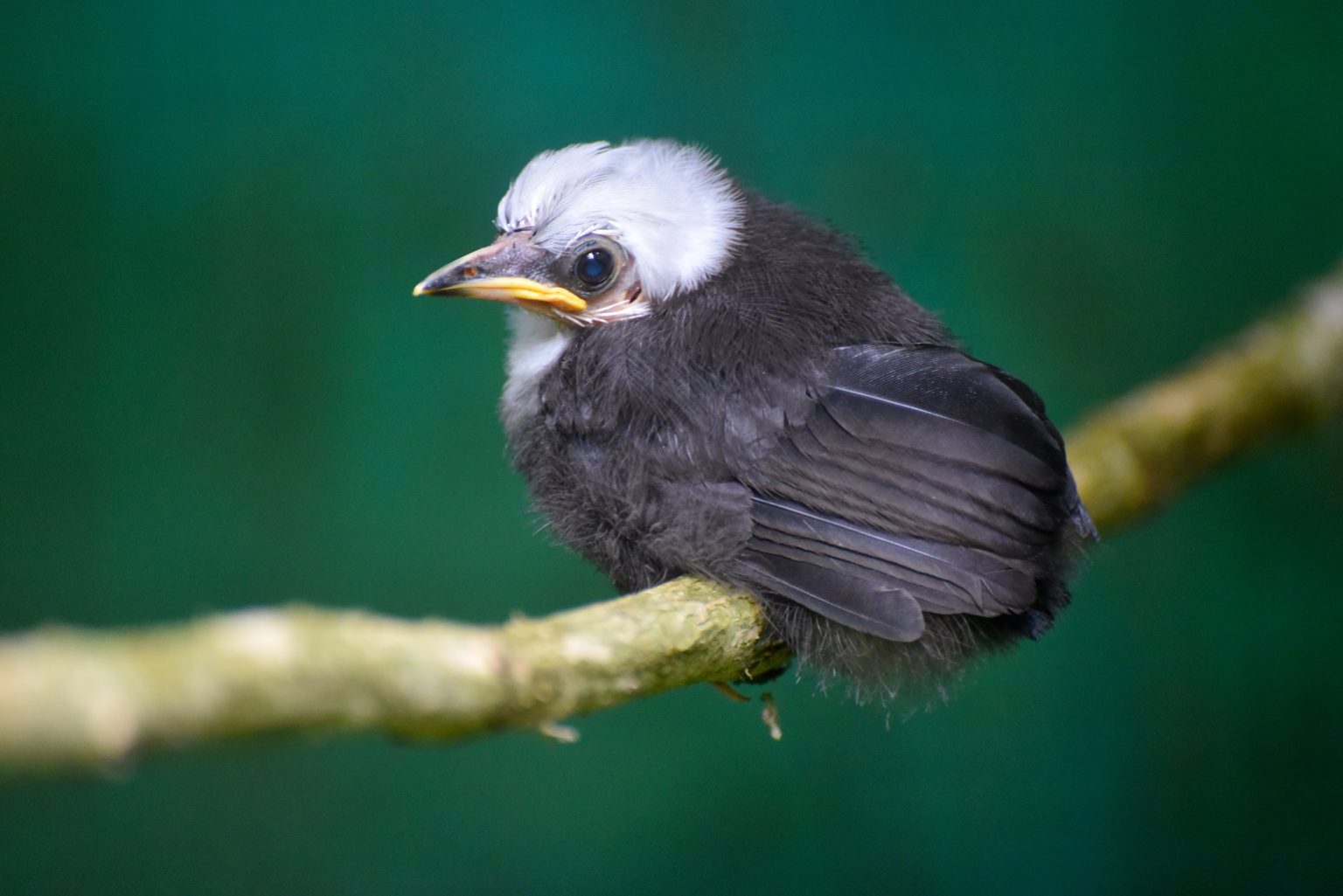 Sumatran Laughingthrush - Cikananga Wildlife Center