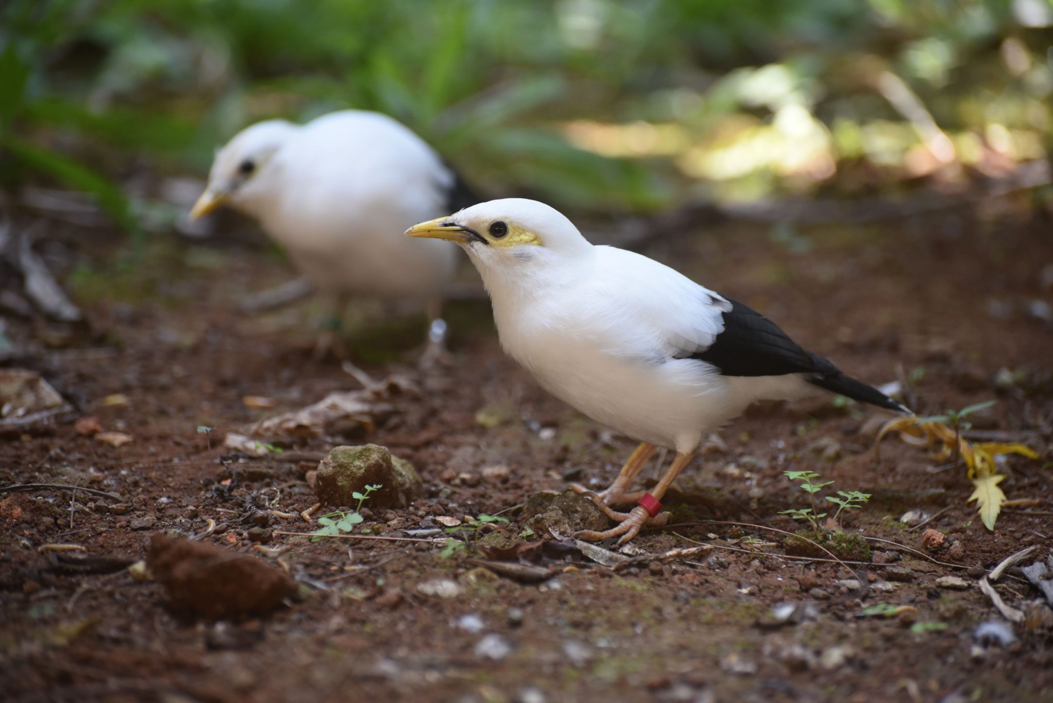 Black-winged Myna - Cikananga Wildlife Center