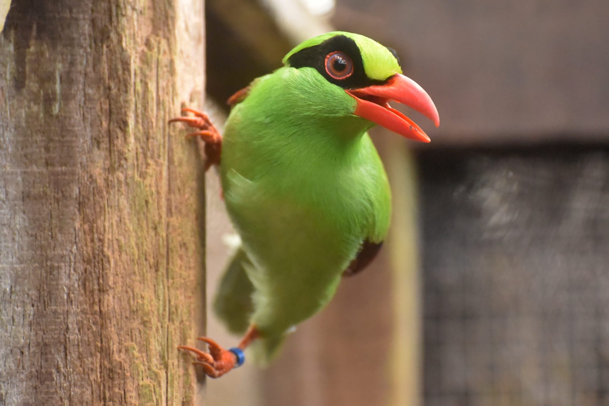 Javan Green Magpie - Cikananga Wildlife Center