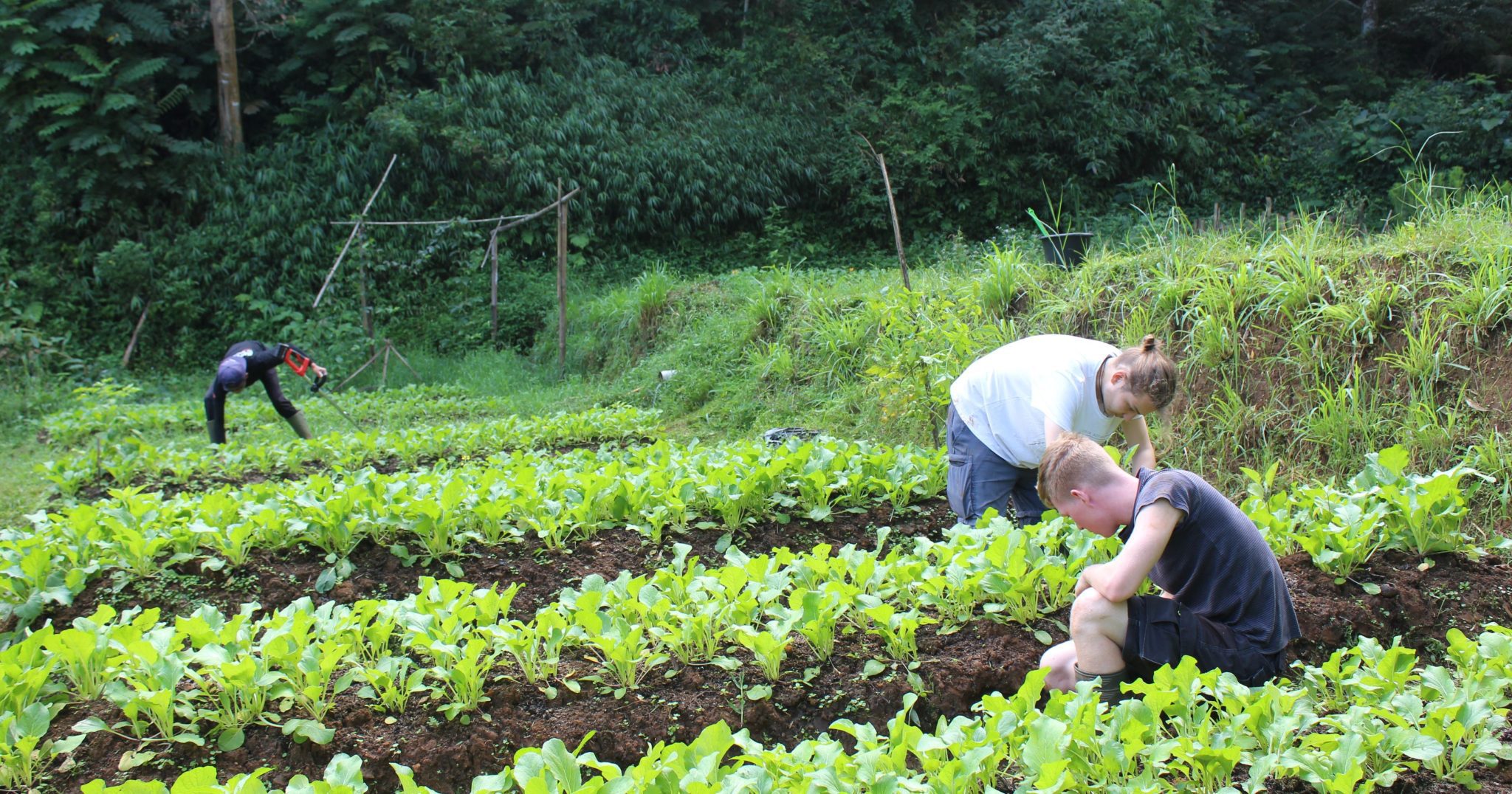 Regenerative Agriculture Internship - Cikananga Wildlife Center
